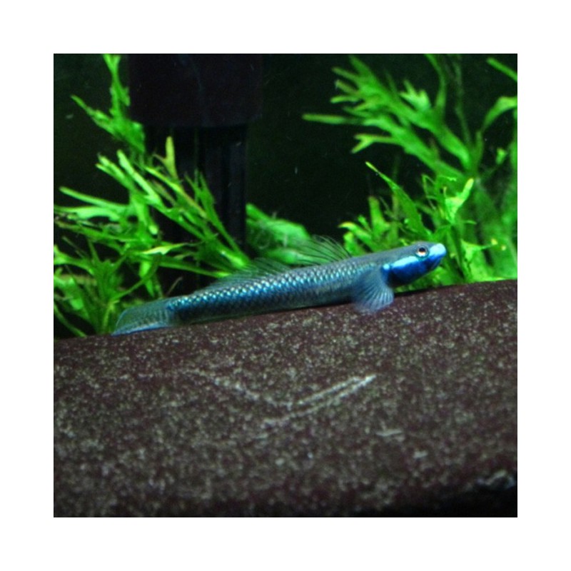Stiphodon sp blue