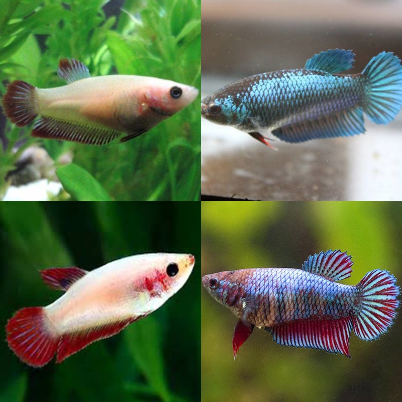 Comprar peces betta online