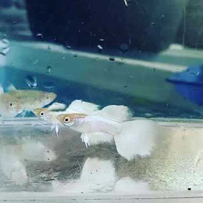 Poecilia reticulata Guppy German White (HB White)