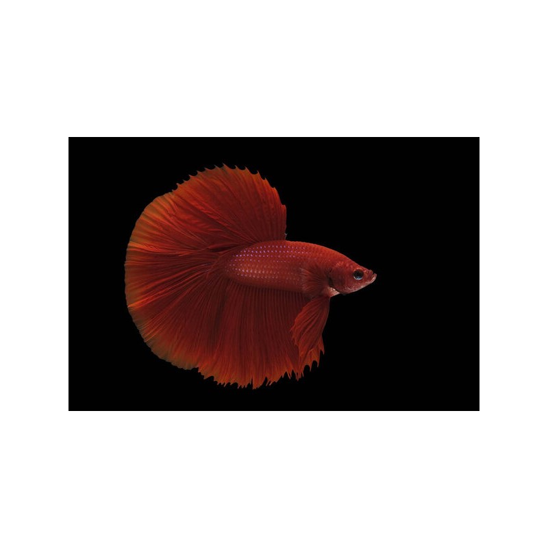 Comprar peces betta online