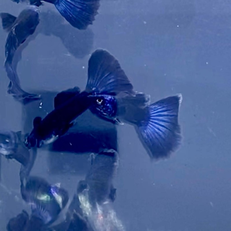 Poecilia reticulata Blue Moscow
