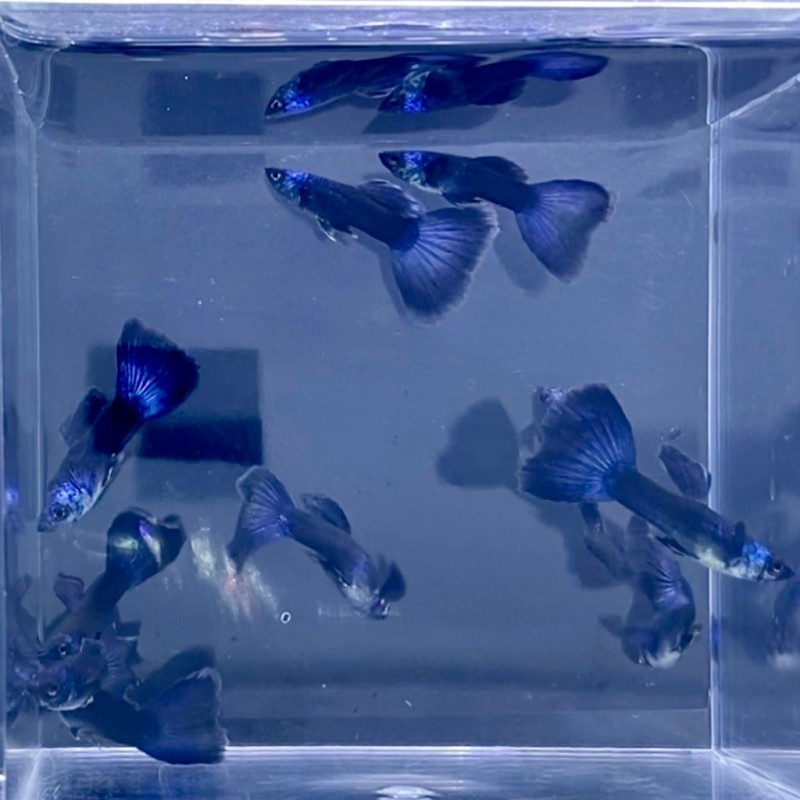 Poecilia reticulata Blue Moscow