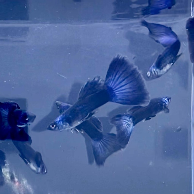 Poecilia reticulata Blue Moscow