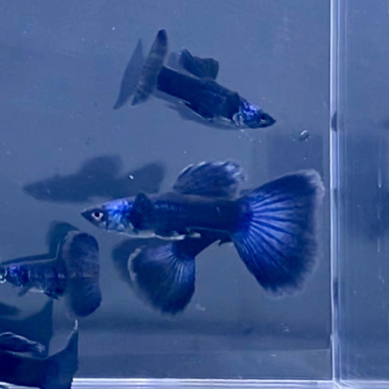 Poecilia reticulata Blue Moscow